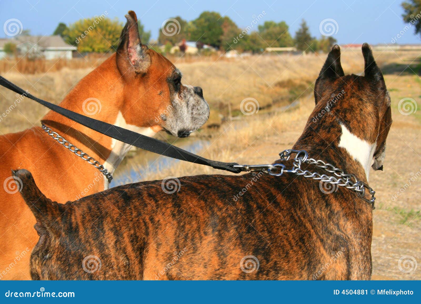 Two Boxer Dogs Outdoors in a Park. Stock Image - Image of animal ...