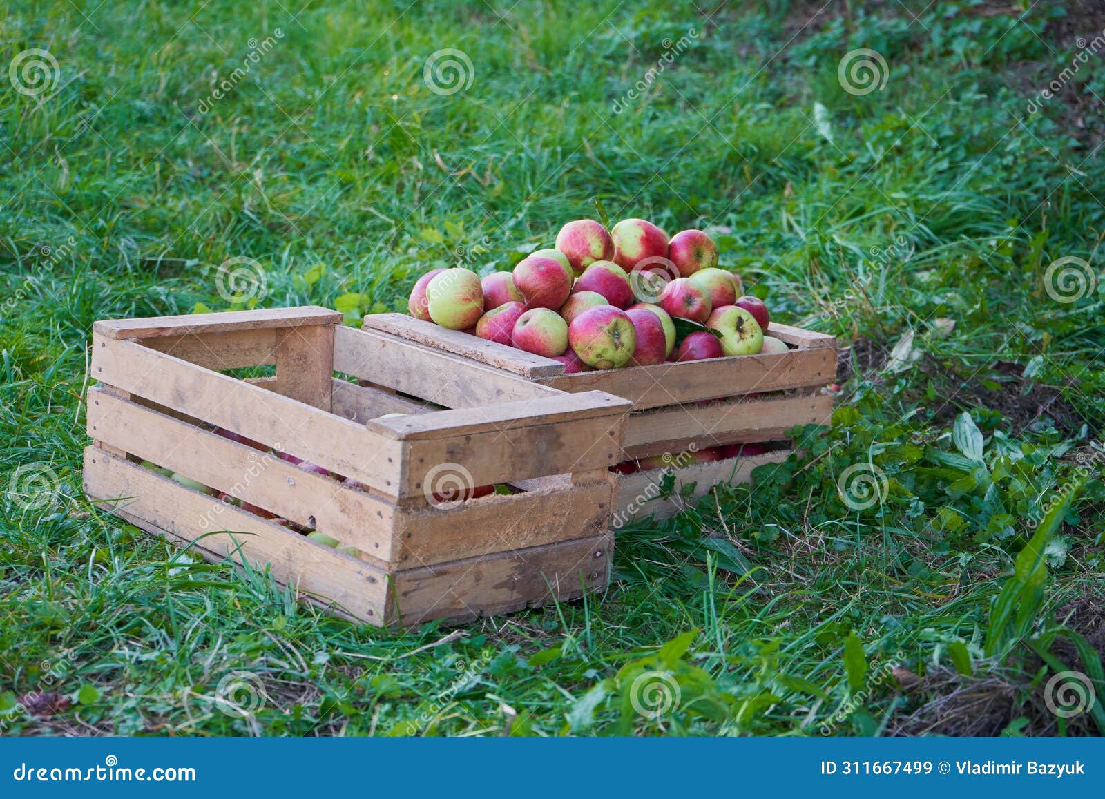 Two Boxes of Apples in the Garden, Picking Apples in Wooden Boxes on ...