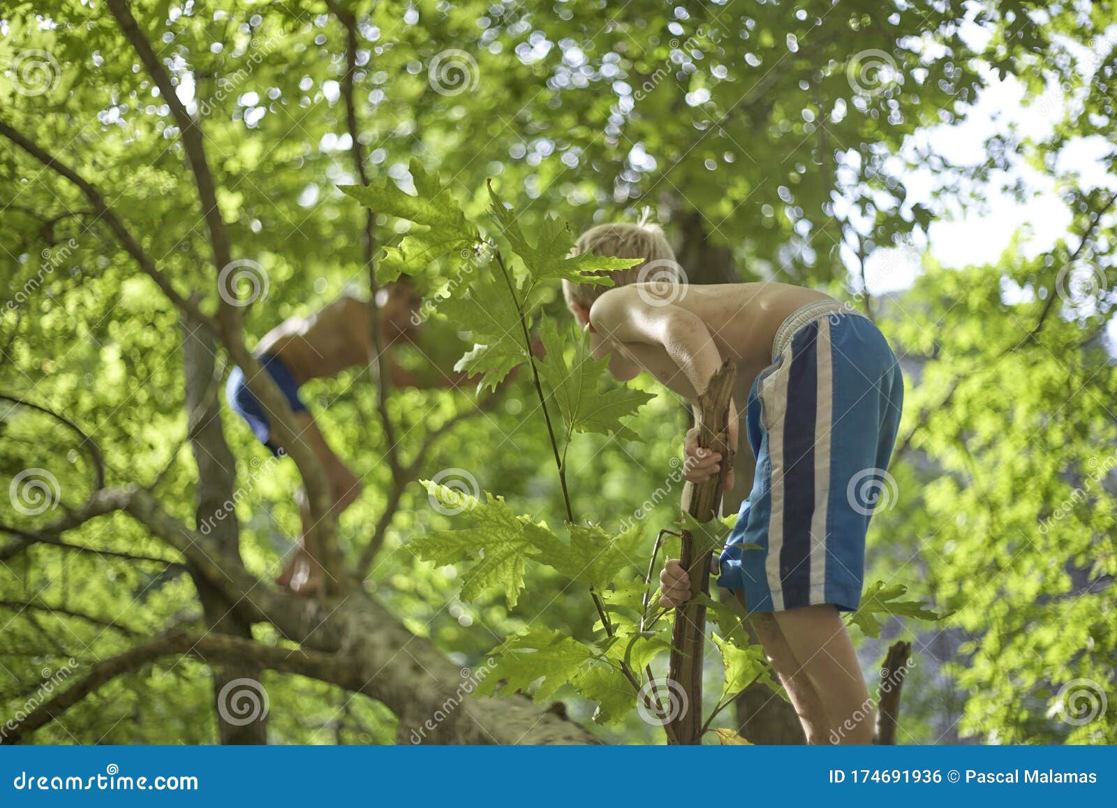 Two Boys Beside Tree Royalty-Free Stock Photo | CartoonDealer.com #50760291