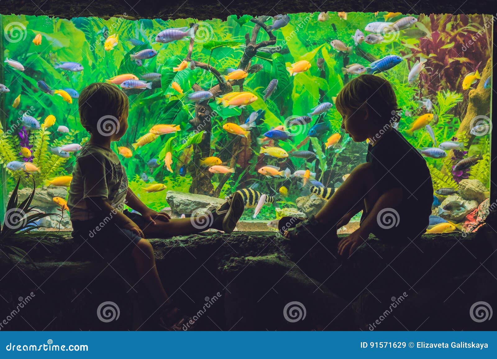 Two Boys Look at the Fish in the Aquarium Stock Image - Image of fish ...