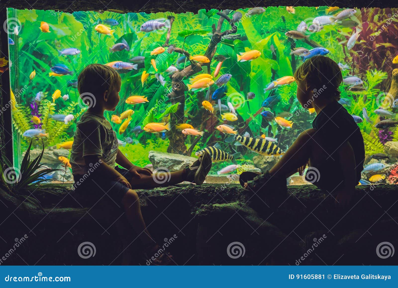 Two Boys Look at the Fish in the Aquarium Stock Image - Image of ...