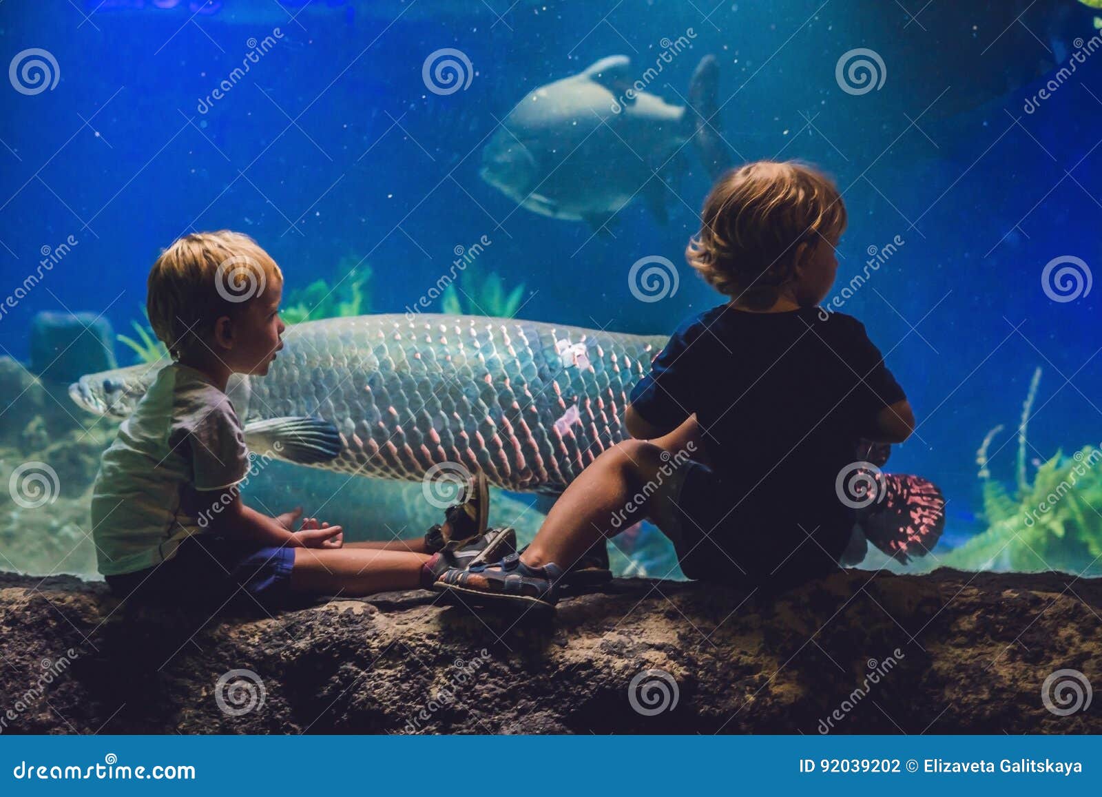 Two Boys Look at the Fish in the Aquarium Stock Photo - Image of ...