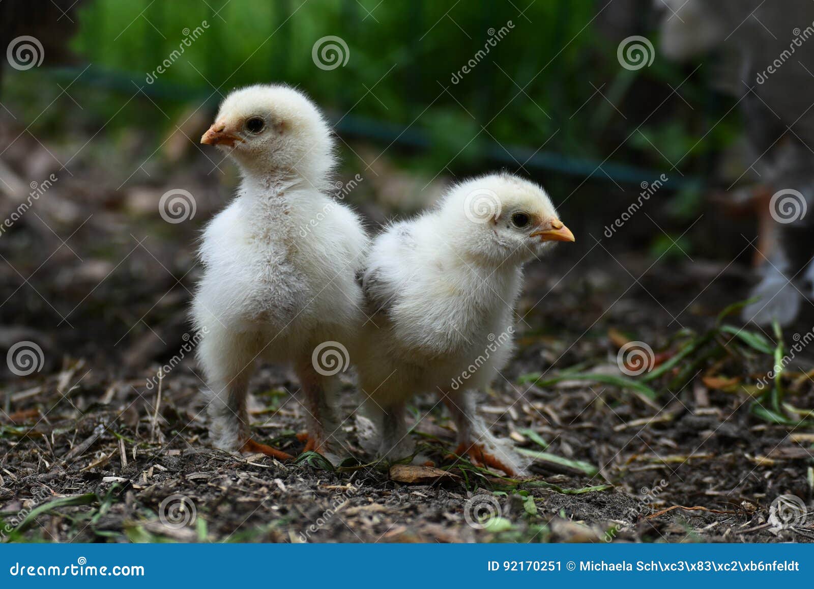 Two brahma chicks stock image. Image of chicken, outside - 92170251