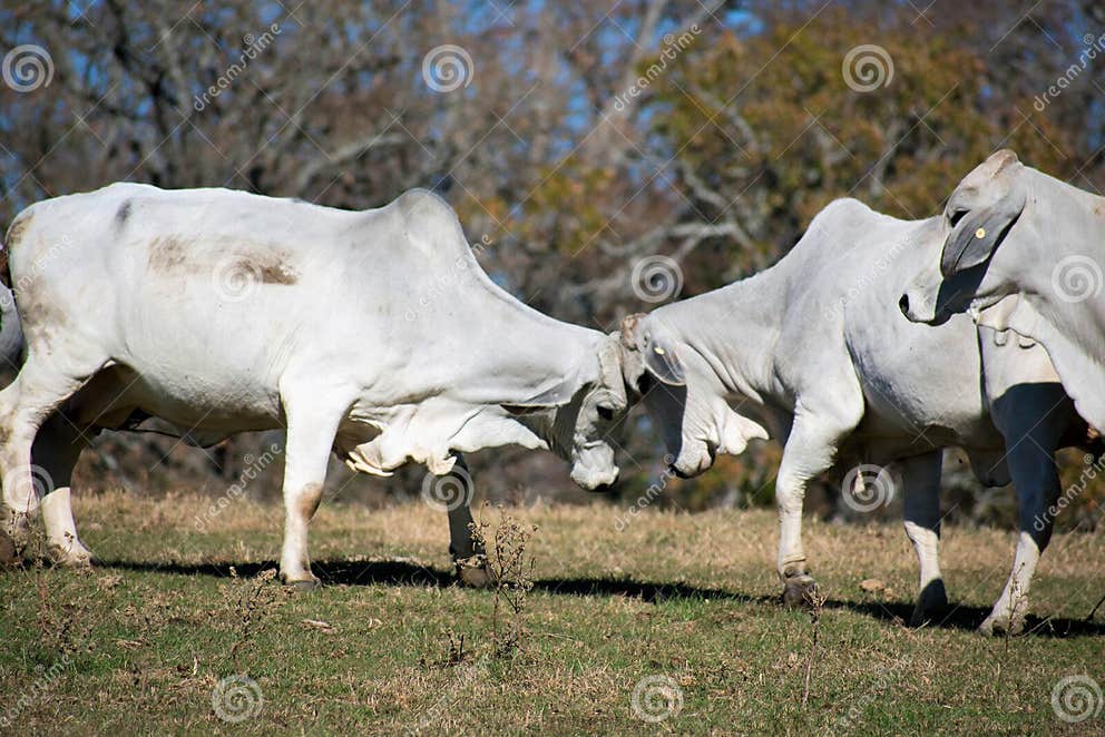 Two Brahma Cows stock image. Image of agriculture, food - 105789035