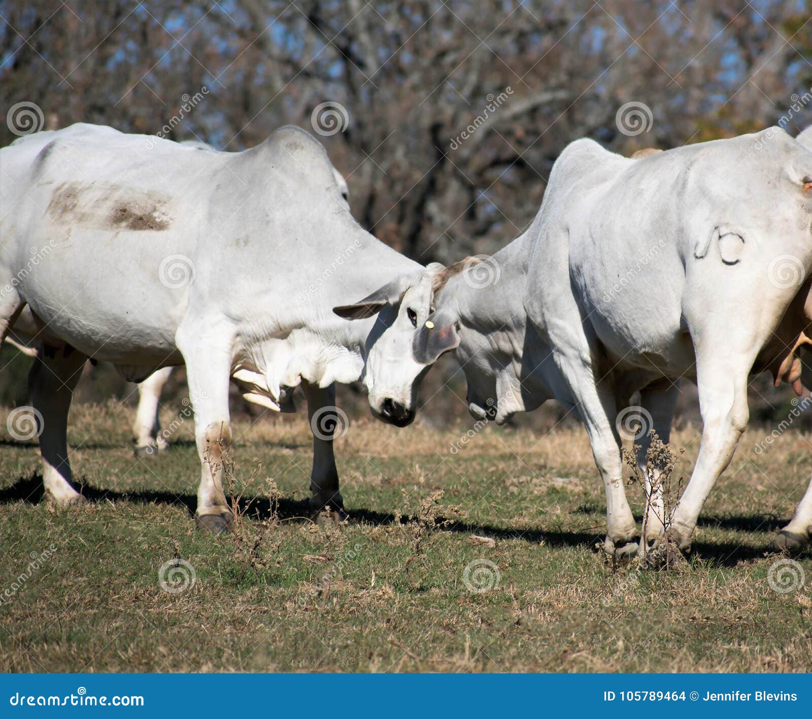 Two Brahma Cows stock photo. Image of brahman, fighting - 105789464