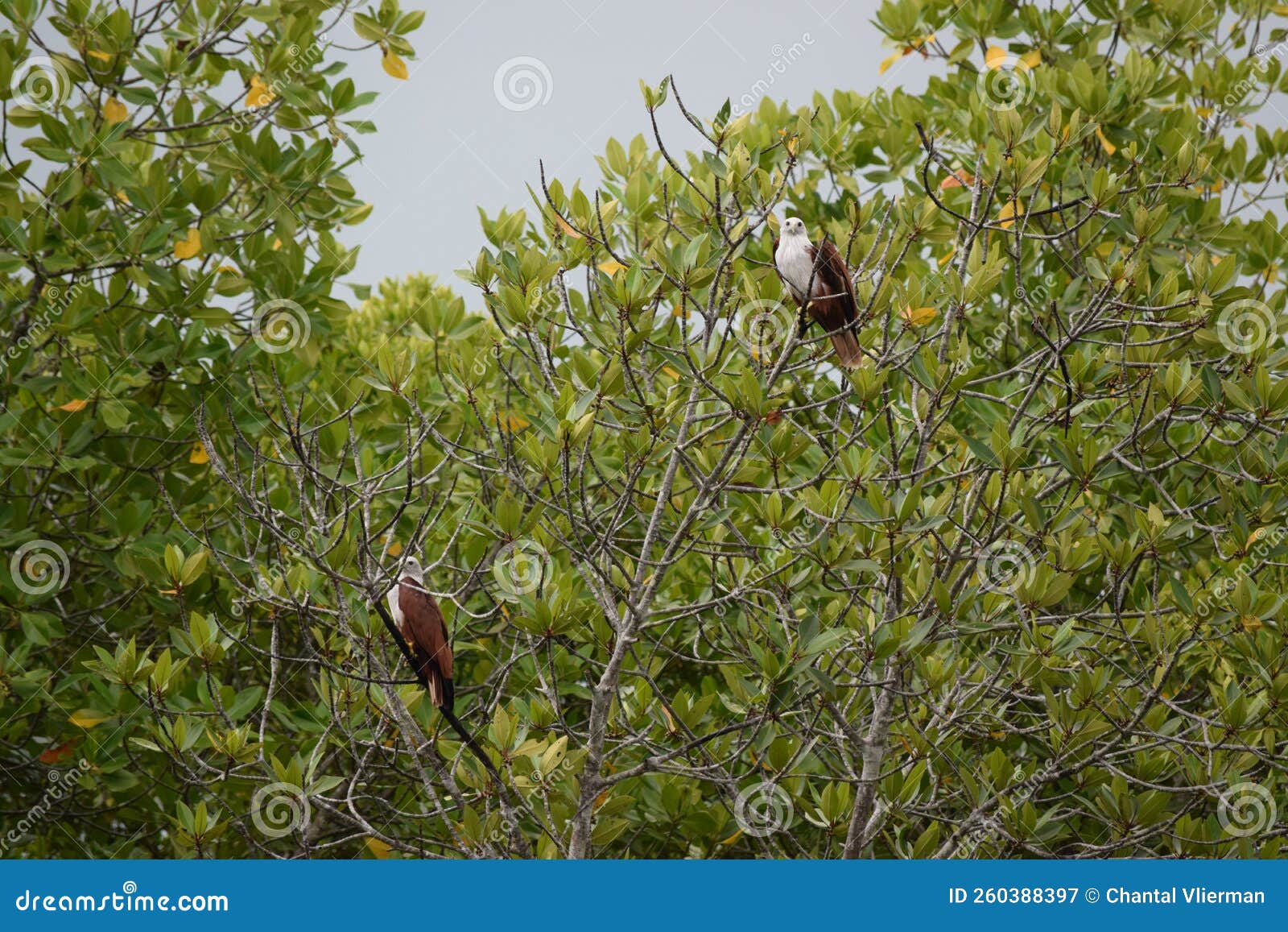 Two Brahminy Kites Sitting in a Tree Stock Image - Image of wildlife ...