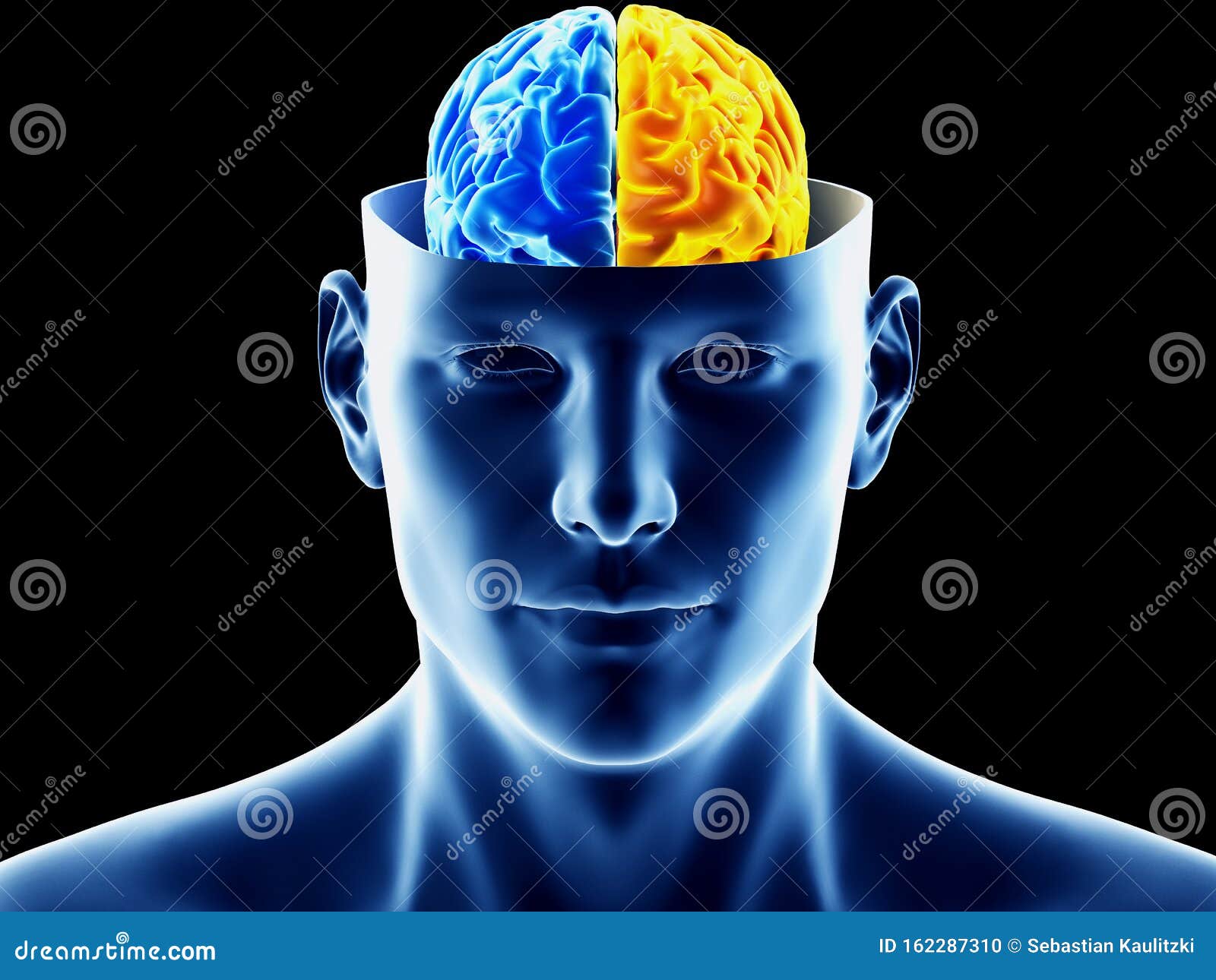 The two brain hemispheres stock illustration. Illustration of drawing ...