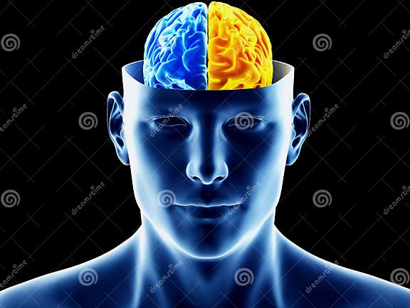 The two brain hemispheres stock illustration. Illustration of drawing ...