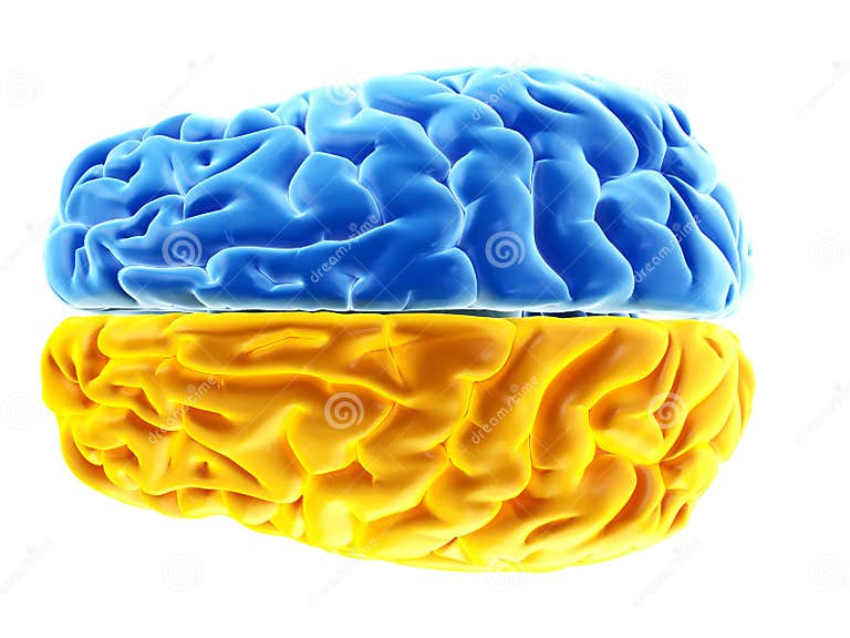 The two brain hemispheres stock illustration. Illustration of human ...