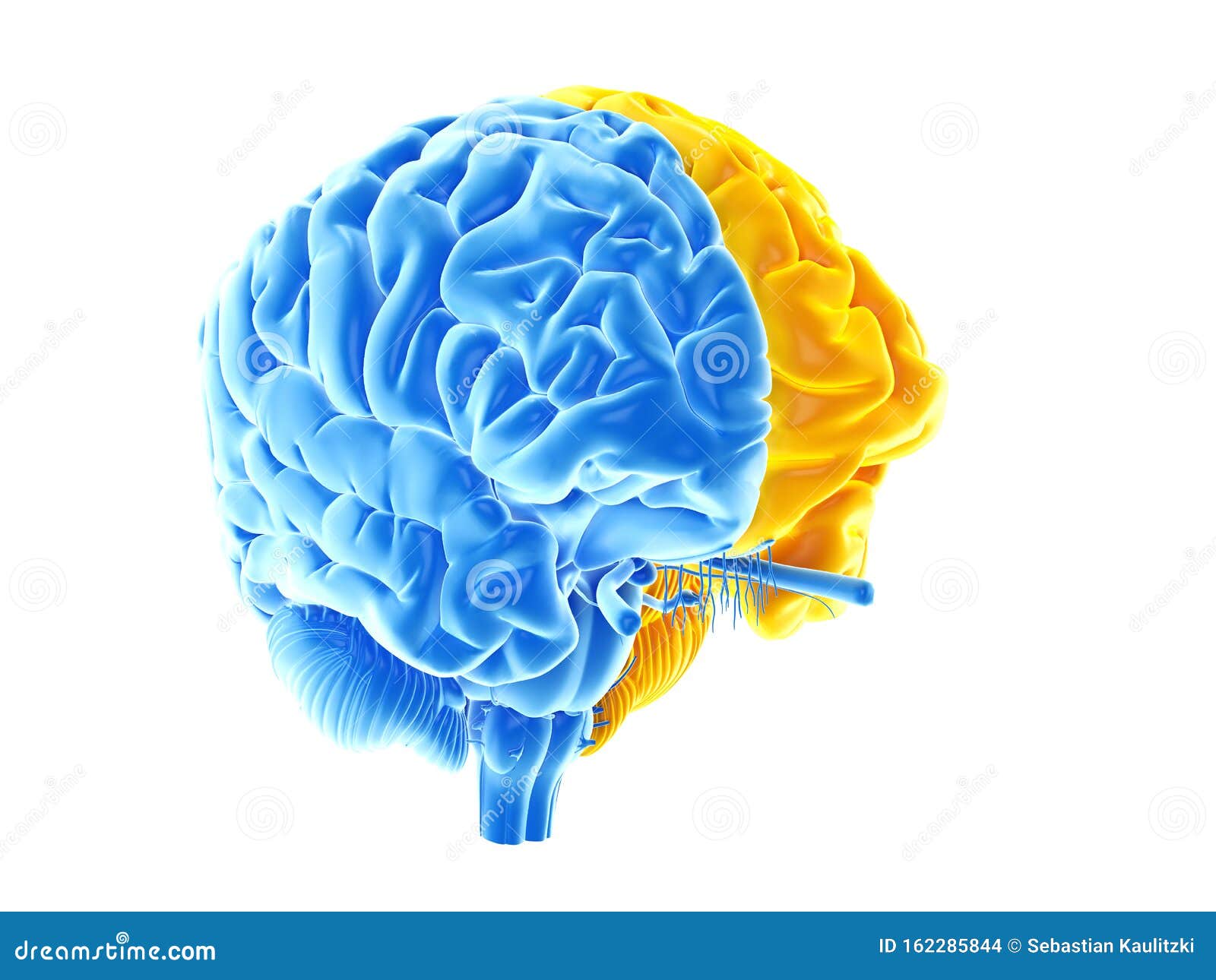 The two brain hemispheres stock illustration. Illustration of cerebrum ...