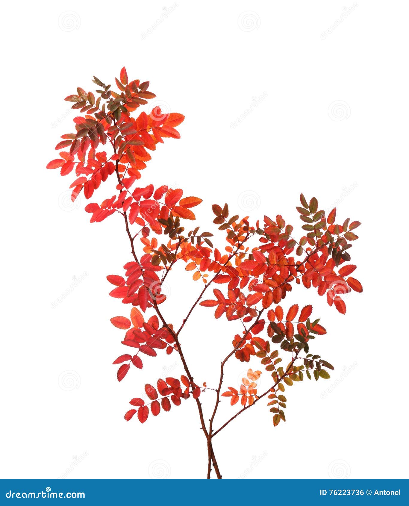 Two Branches with Colorful Autumn Leaves. Stock Photo - Image of ...