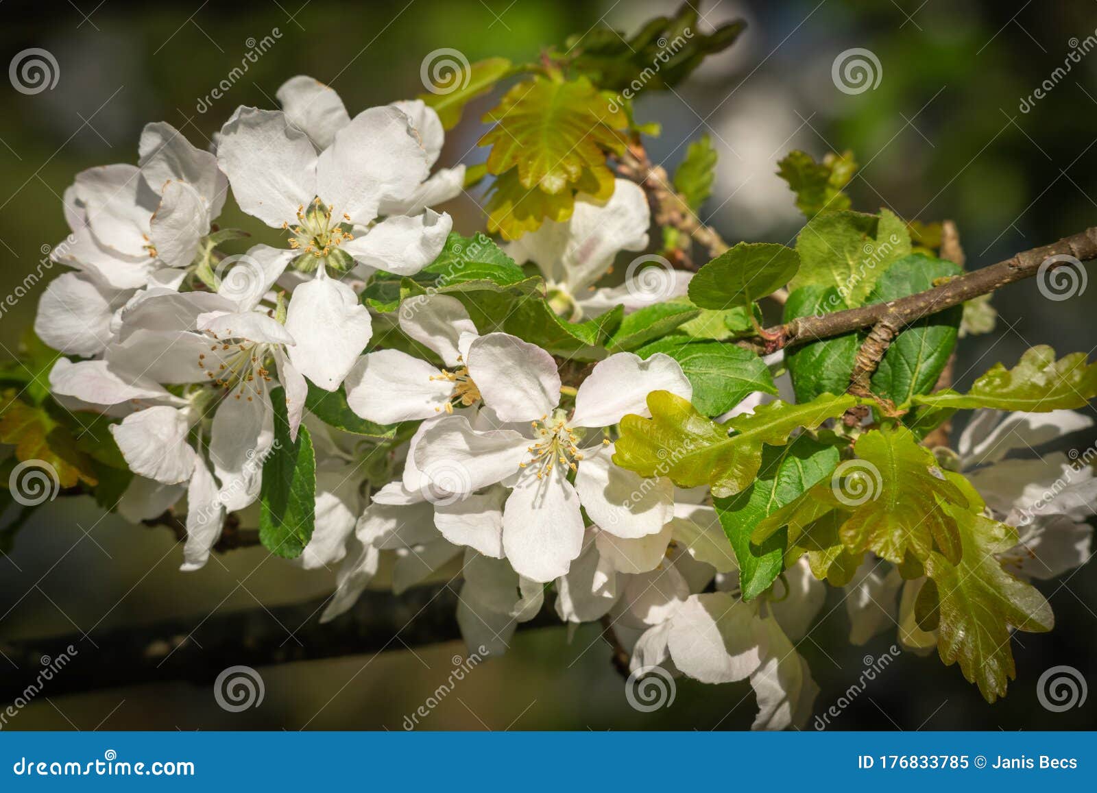Two Branches Intertwined - Blossoming Apple Tree Branch and Young Oak ...
