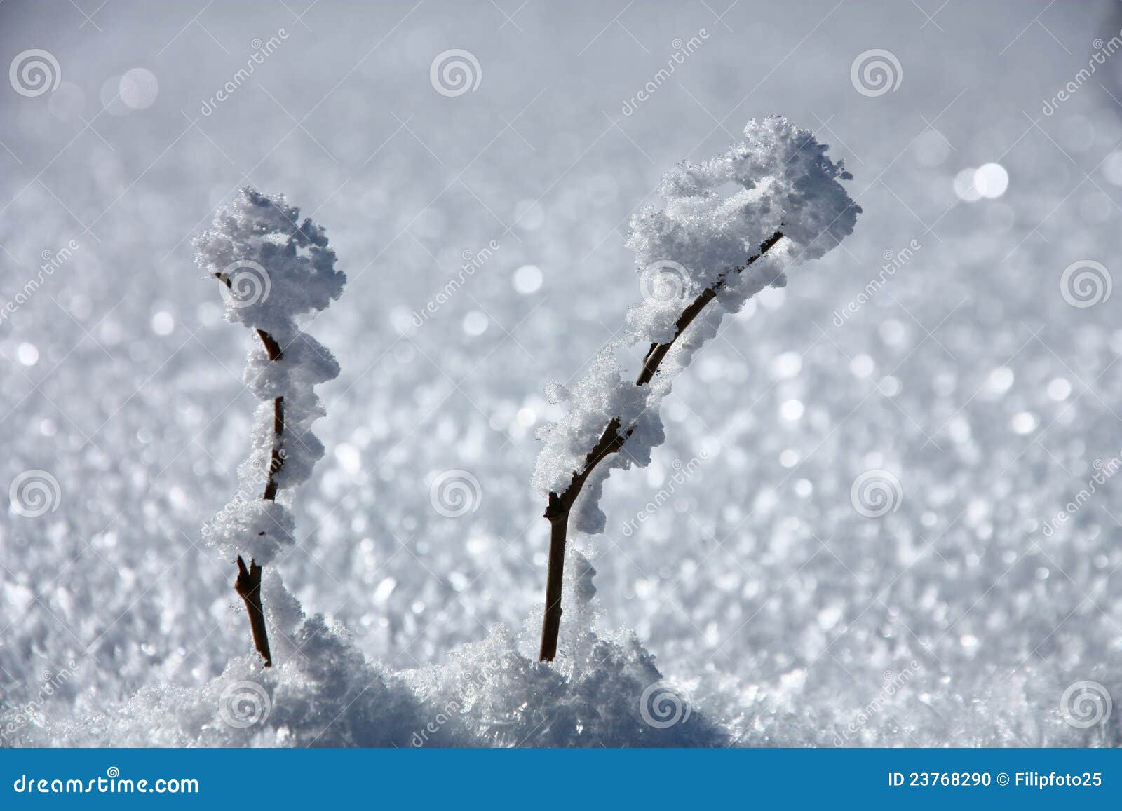 Two branches in the snow stock photo. Image of snowfall - 23768290