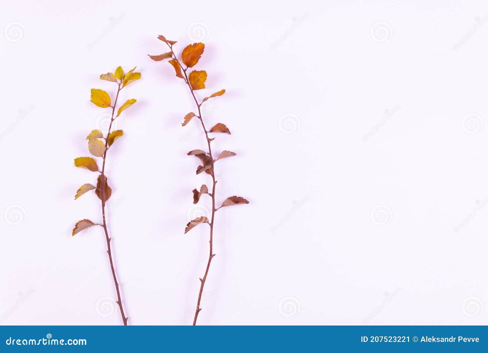 Two Branches with Yellowed Leaves Lie Side by Side Stock Image - Image ...