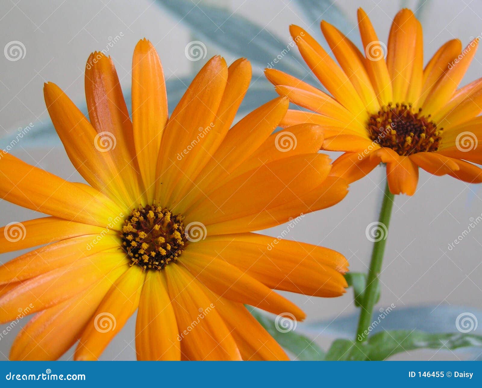 Calendula Pale Flowers Stock Photos - Free & Royalty-Free Stock Photos ...