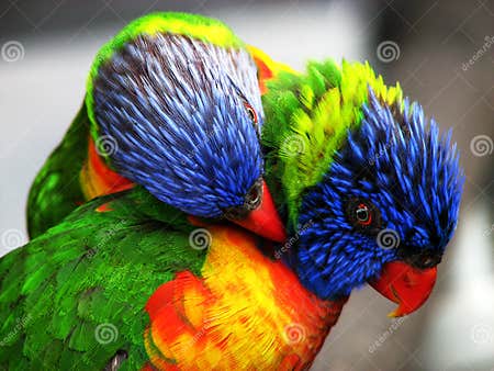 Two bright colored birds stock photo. Image of color - 11150946
