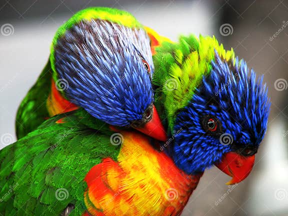 Two bright colored birds stock photo. Image of color - 11150946