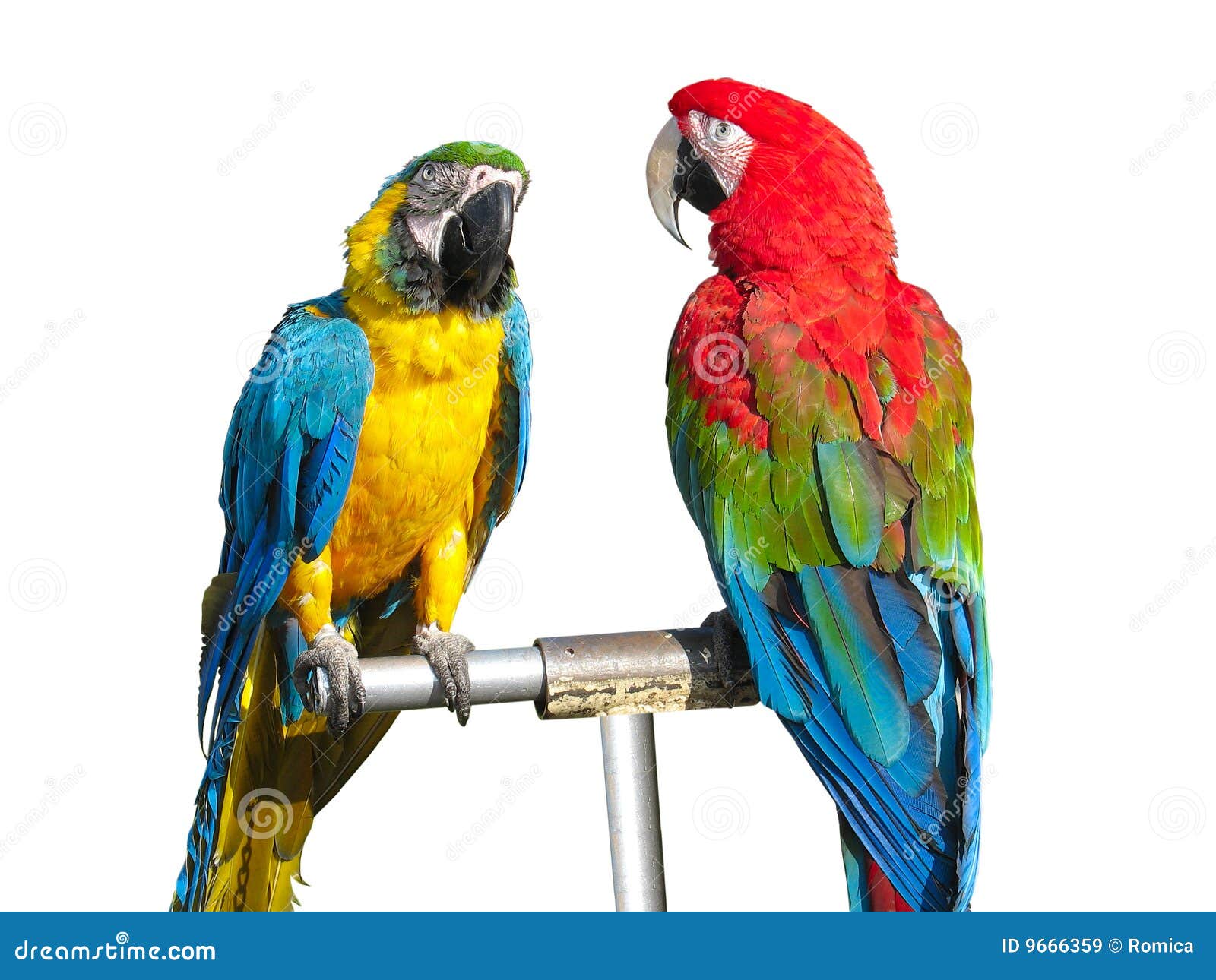Two Bright Colored Macaws Parrots Isolated Stock Image - Image of life ...