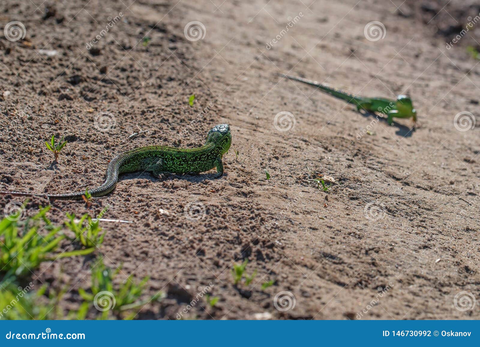 Two Bright Green Quick Lizards on the Ground Stock Photo - Image of ...
