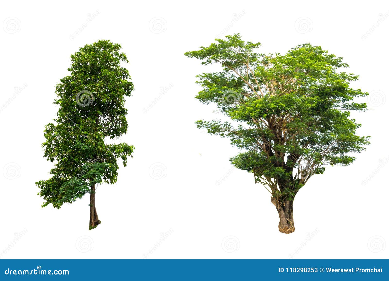 Two tall trees in isolated stock image. Image of decoration - 118298253