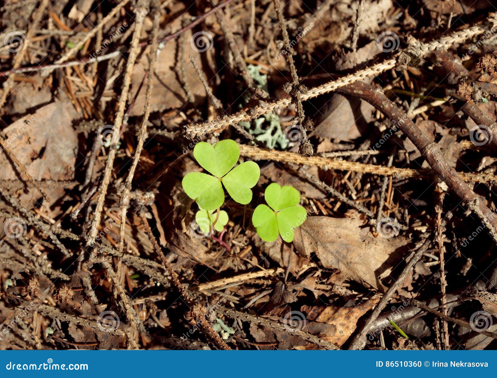 Two Bright Leaf Clover on a Contrasting Background of Dry Branch Stock ...