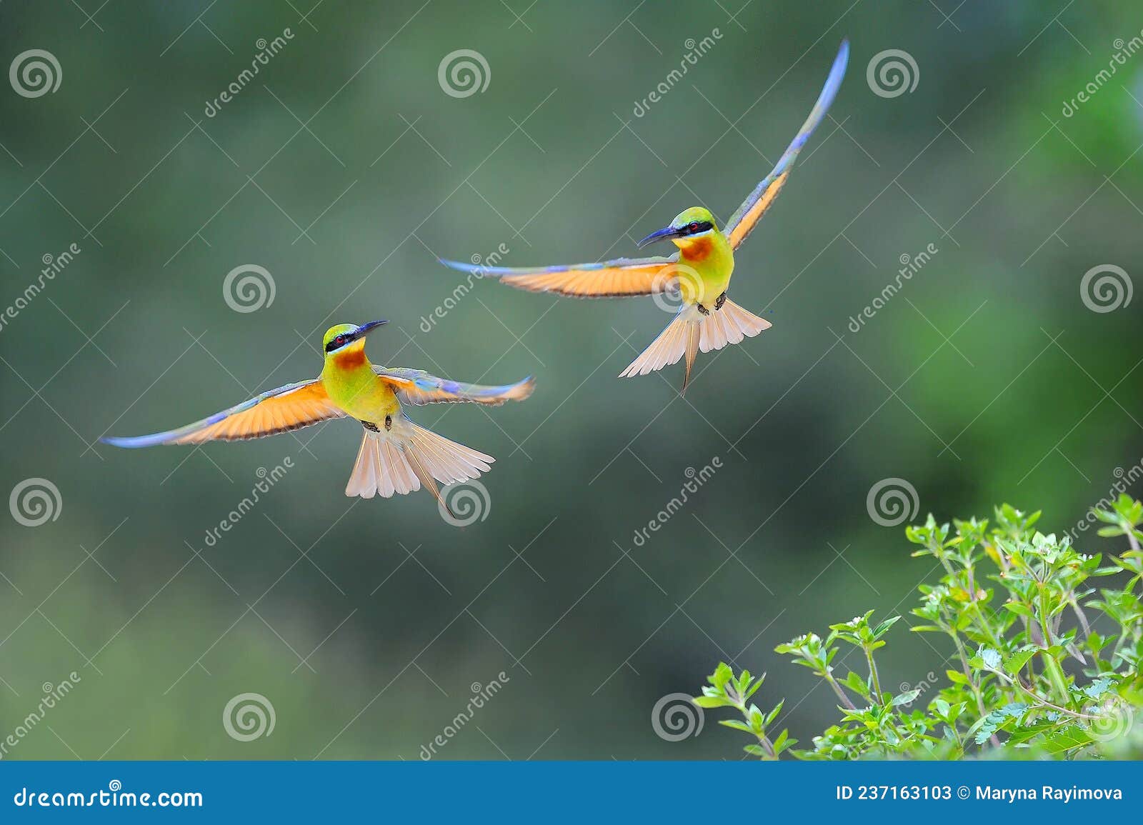 Two Bright Multi-colored Birds Fly. Stock Image - Image of little, fast ...