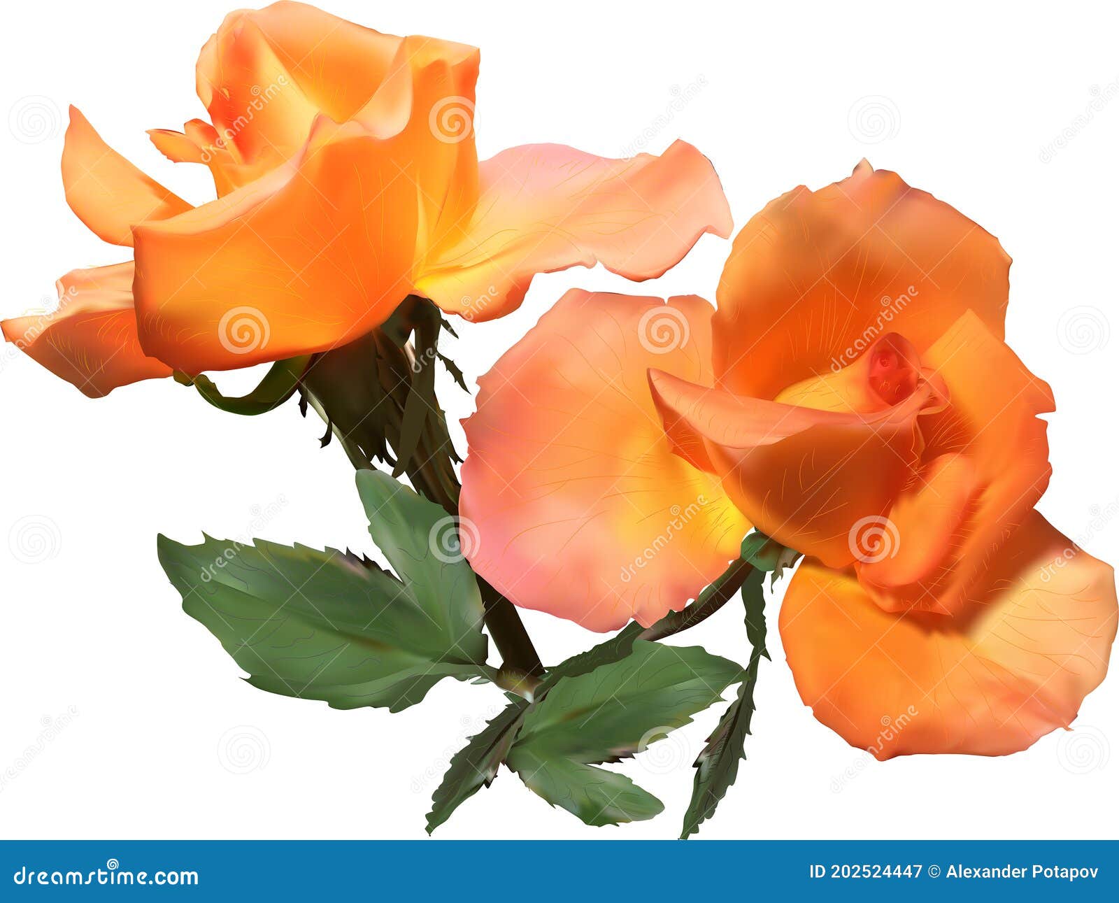 Two Bright Orange Roses Blooms on White Stock Vector - Illustration of ...
