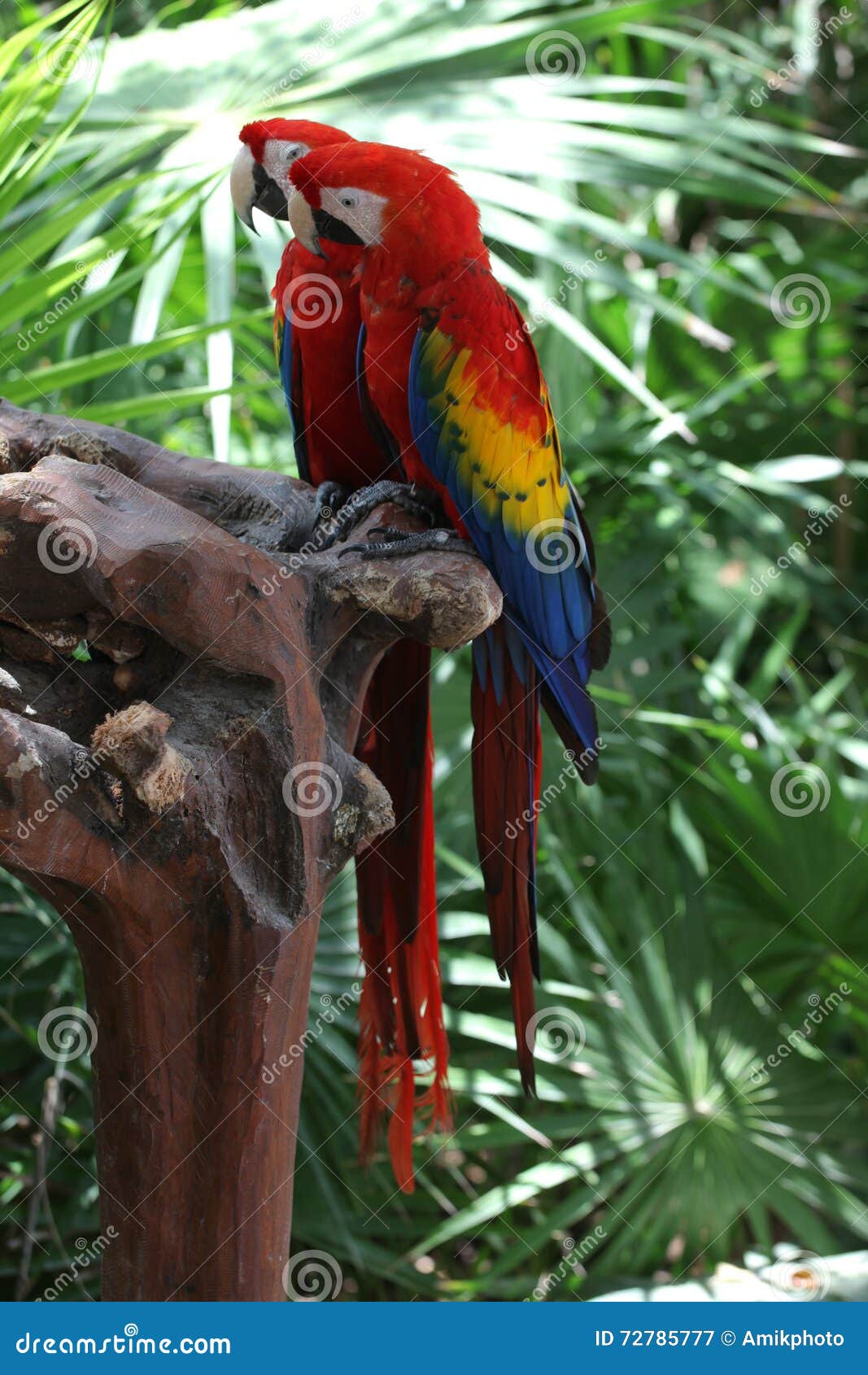 Two Bright Parrot on a Branch Stock Image - Image of forest, domestic ...