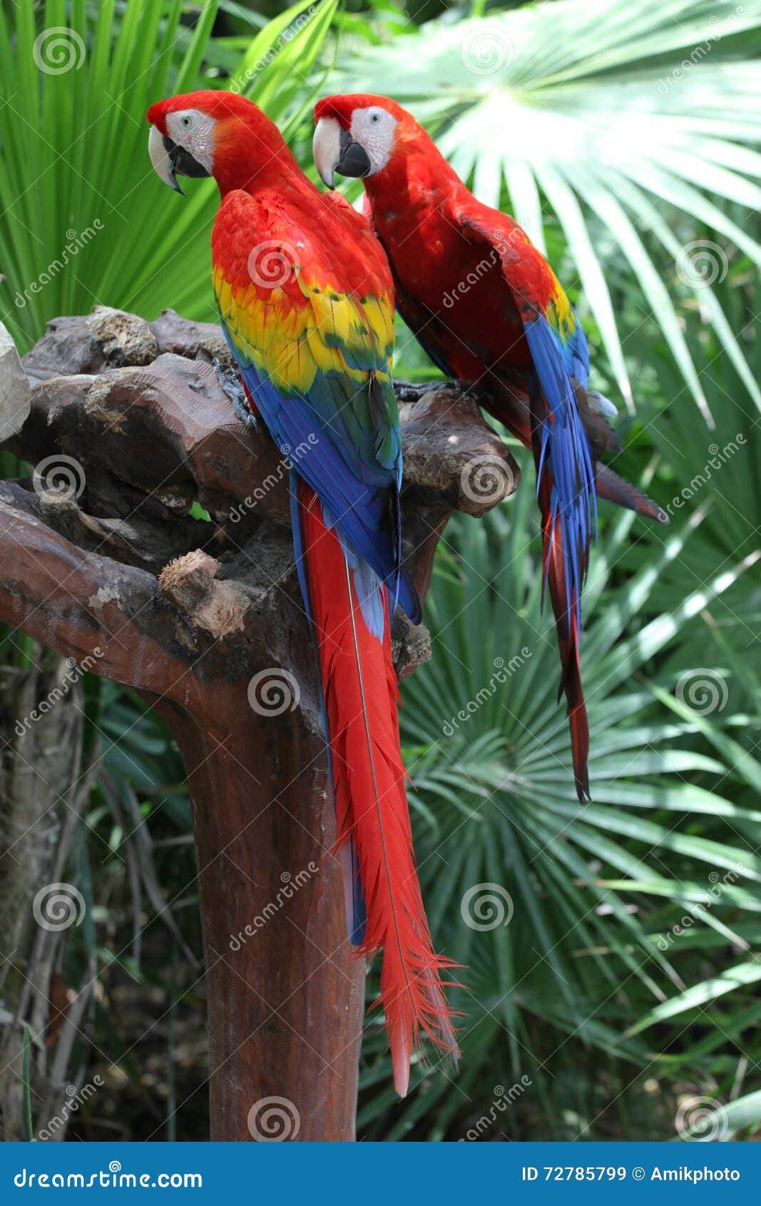 Two Bright Parrot on a Branch Stock Image - Image of nature, animal ...
