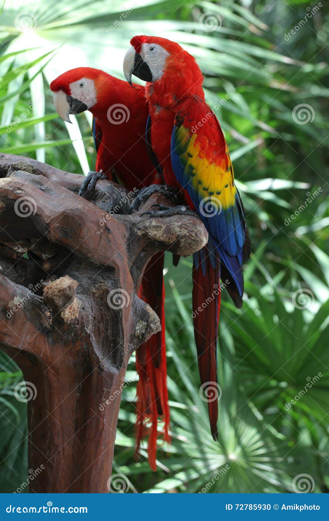 Two Bright Parrot on a Branch Stock Photo - Image of feather, blue ...