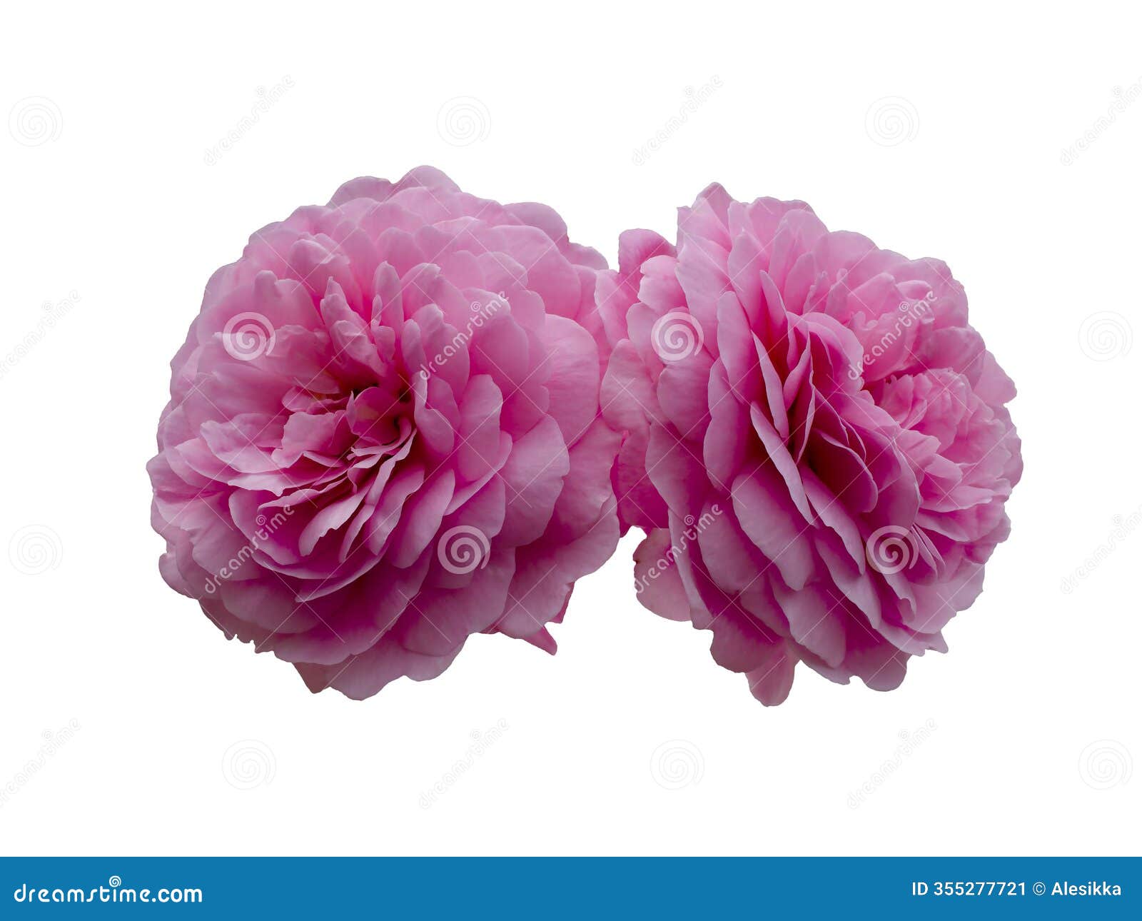 Two Bright Pink Roses on White Background Stock Image - Image of bright ...
