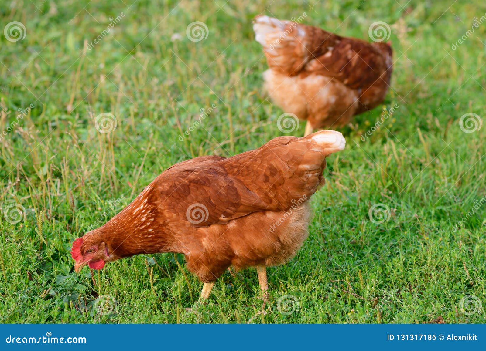Two Bright Red Hens Grazing Stock Photo - Image of agriculture, grazing ...