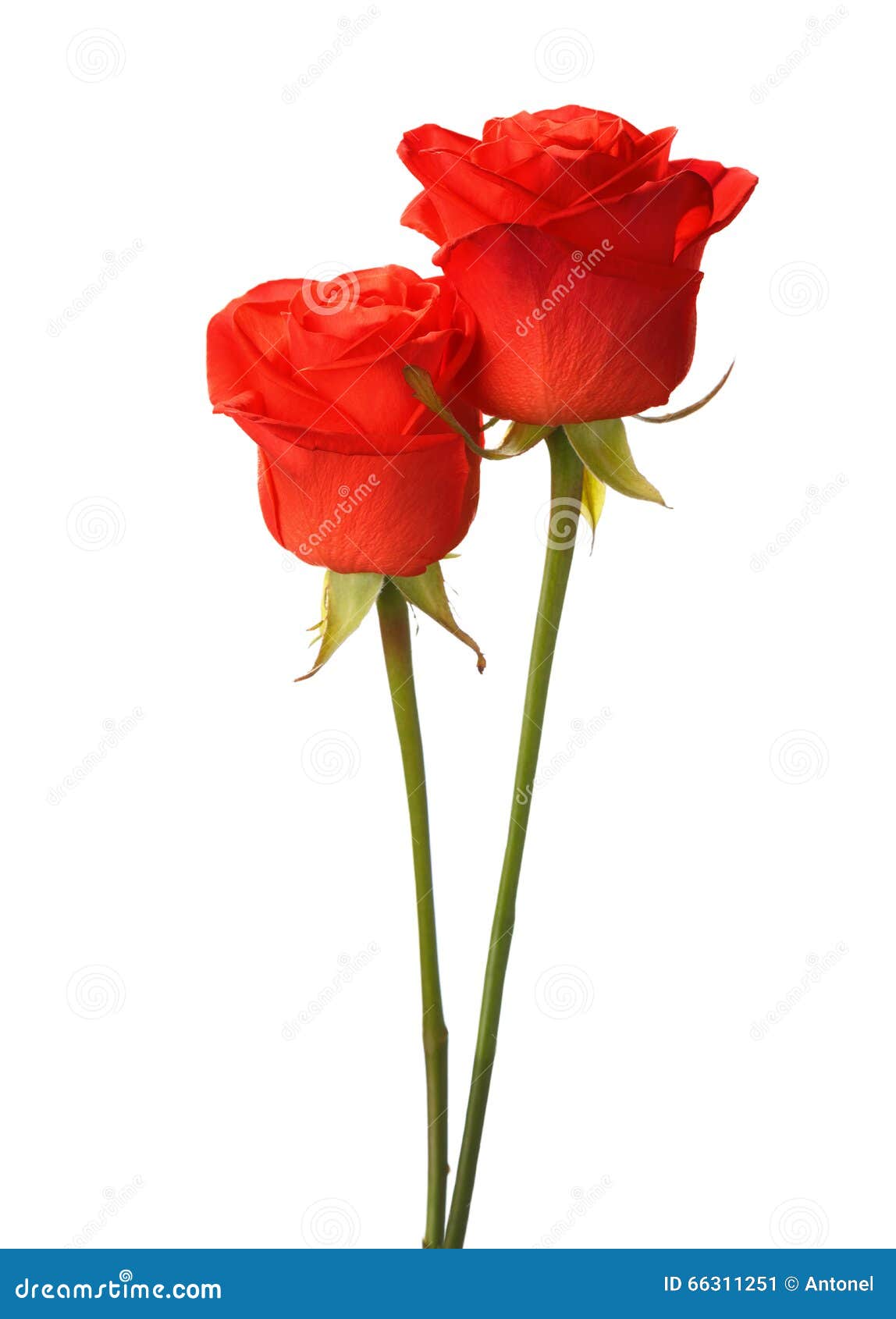 Two bright red roses. stock image. Image of isolate, color - 66311251