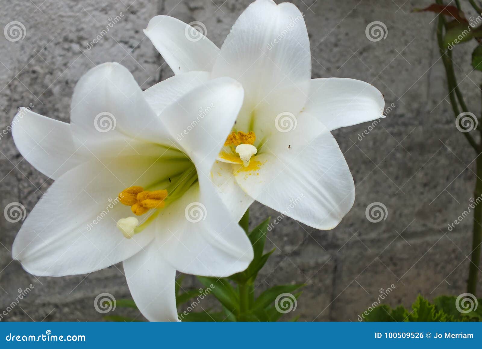 Two Bright White Lilies Against a Gray Garden Wall Stock Photo - Image ...