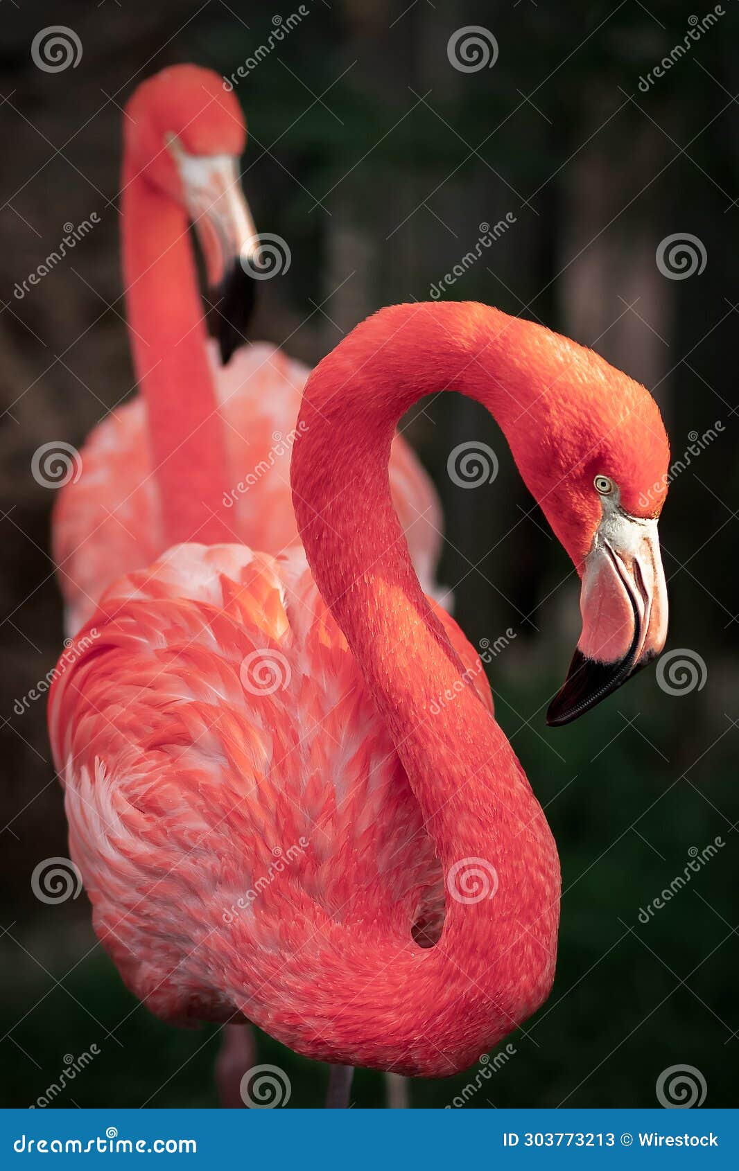Two Brightly-colored Flamingos Standing Side-by-side in an Exotic ...