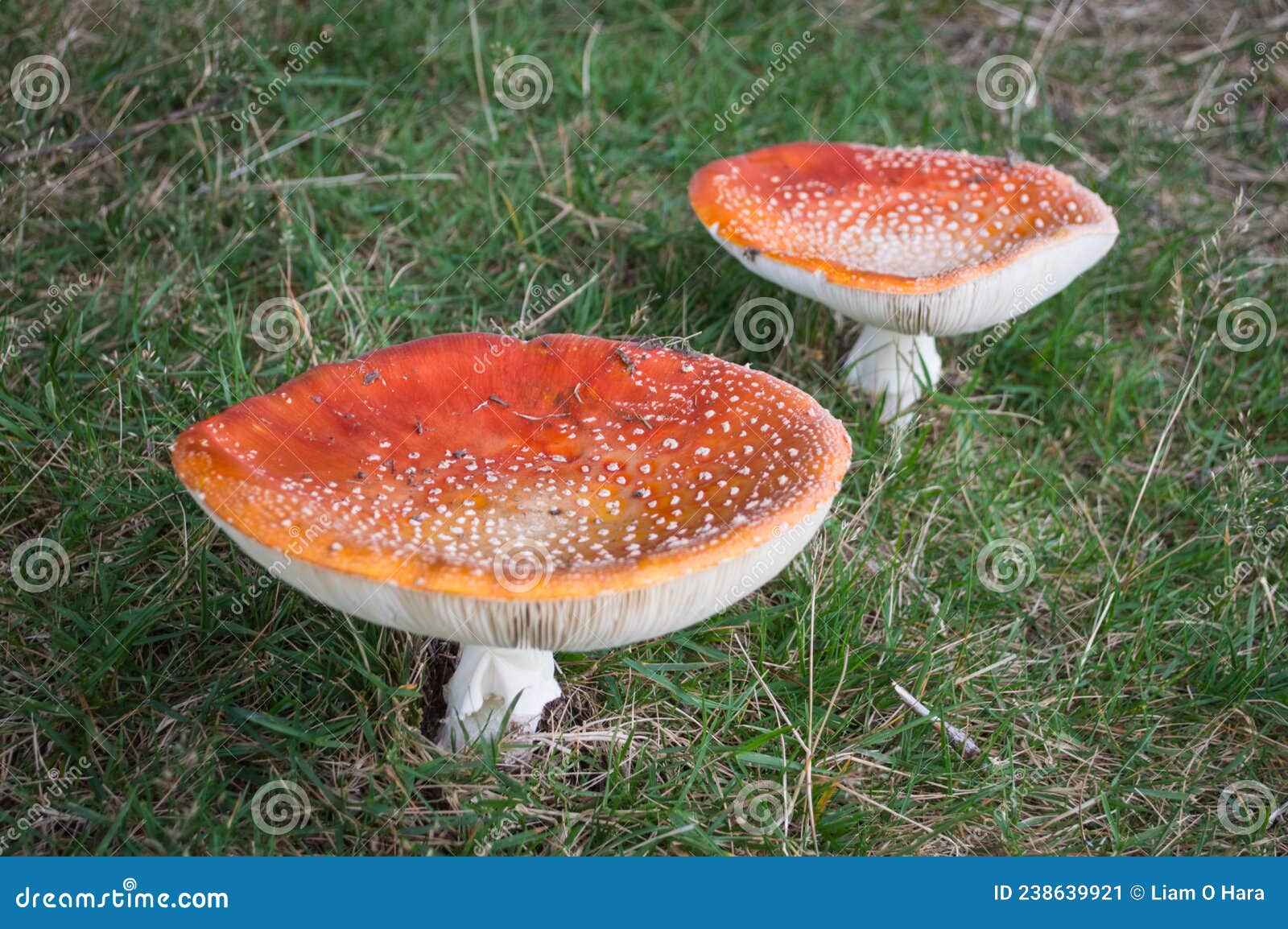 Fly Agaric Toadstools among Grass Stock Image - Image of coloured ...