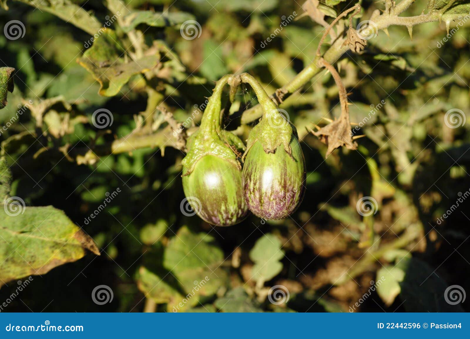 Two bringle stock photo. Image of vegetable, kitchen - 22442596