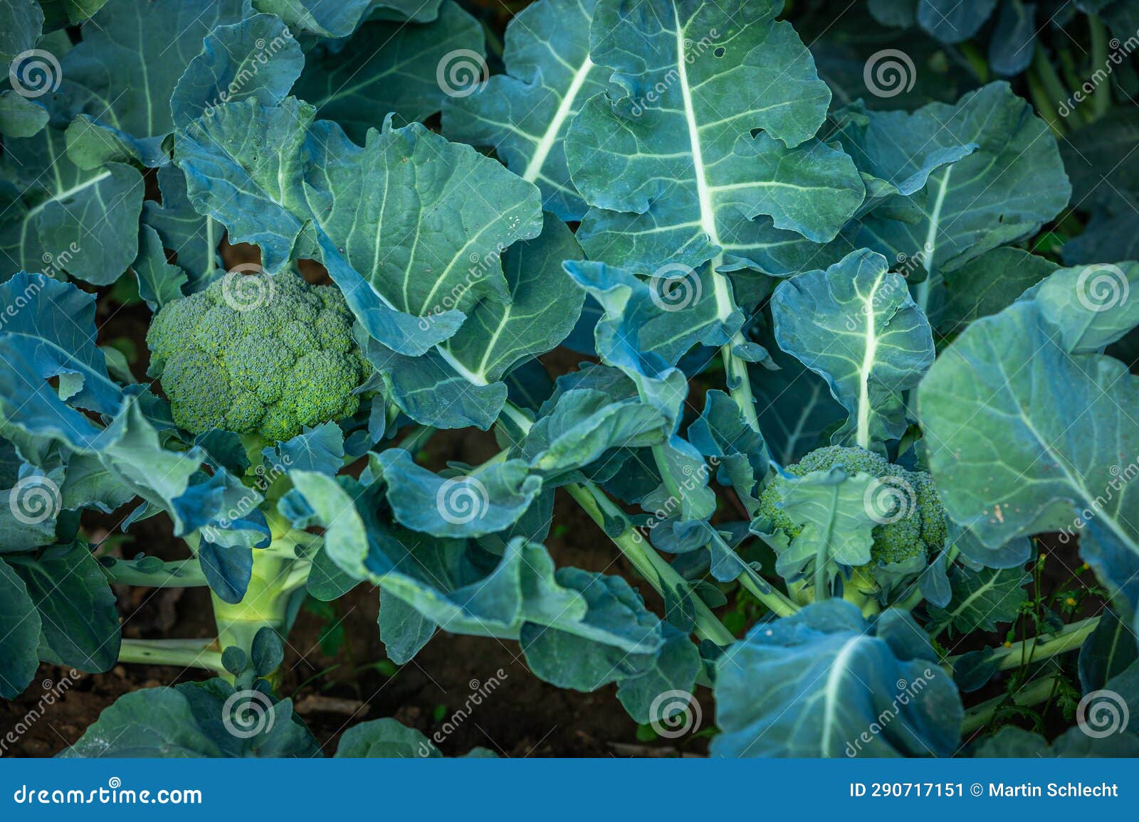 Two Broccoli Plants Growing on the Field Stock Image - Image of grow ...