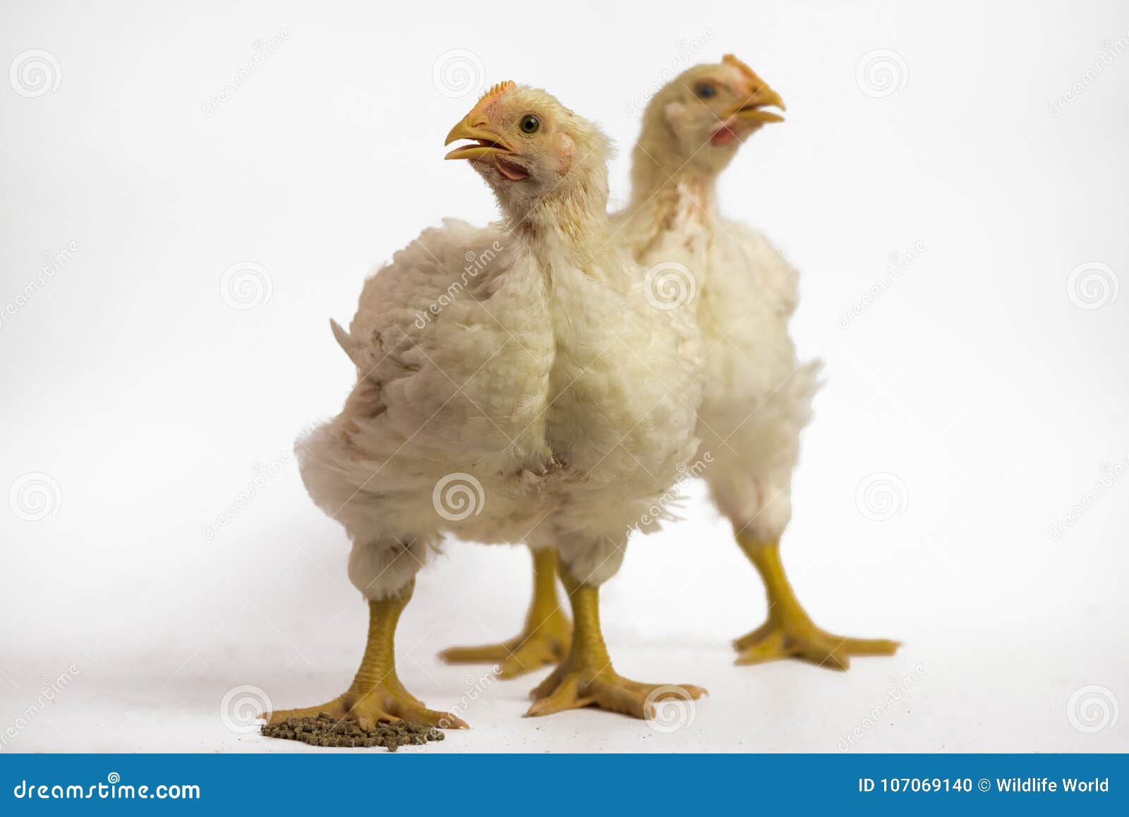 Two Broiler Chicken 21 Days Old on White Stock Photo - Image of feather ...
