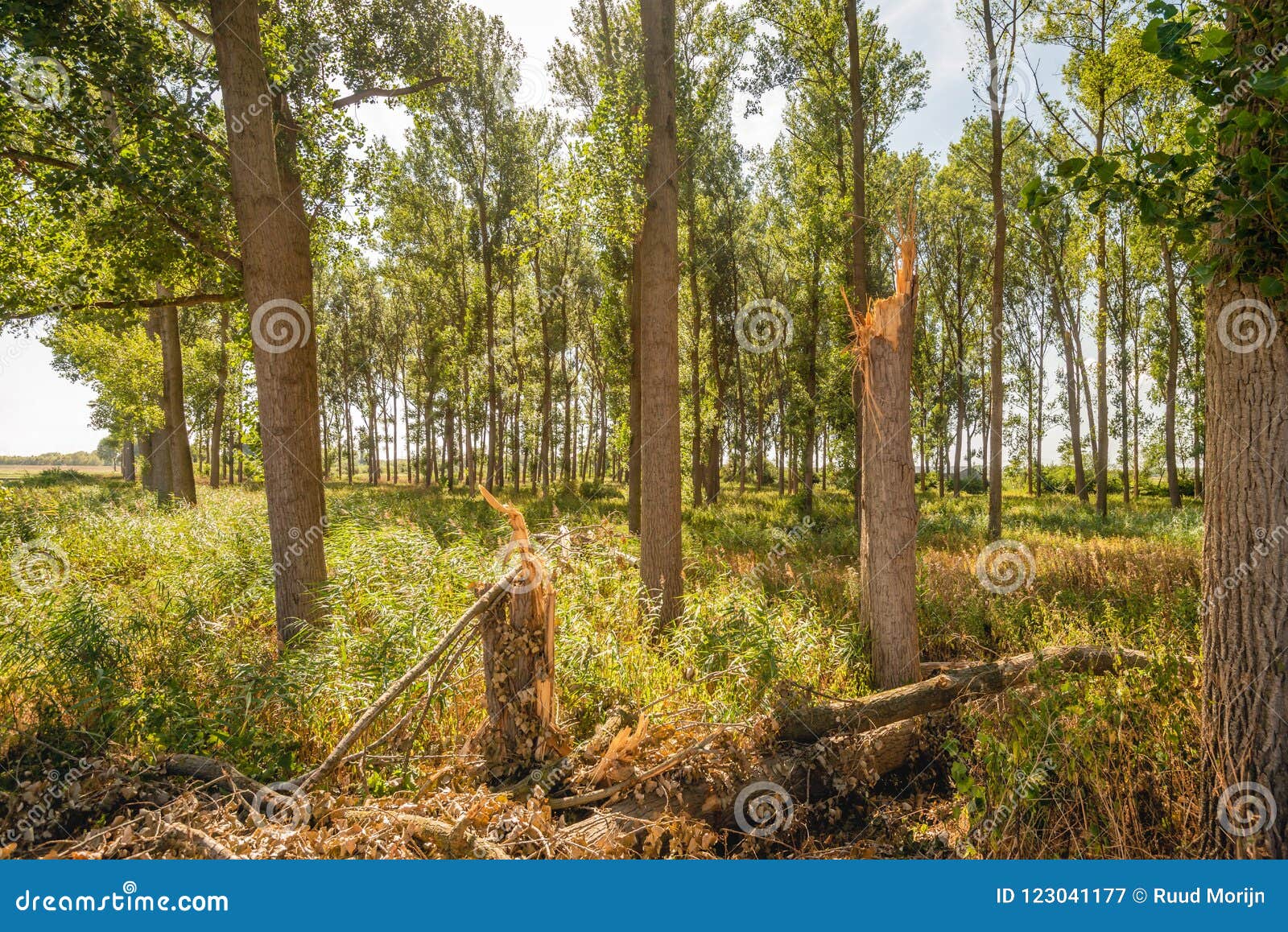 Two Broken Trees in a Forest Stock Image - Image of holland, disaster ...