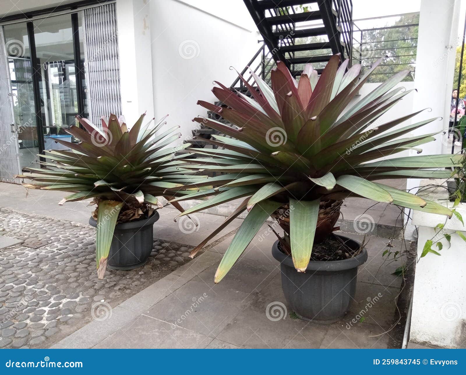 Two Bromelia Plants Grow in the Pot Stock Image - Image of grown ...