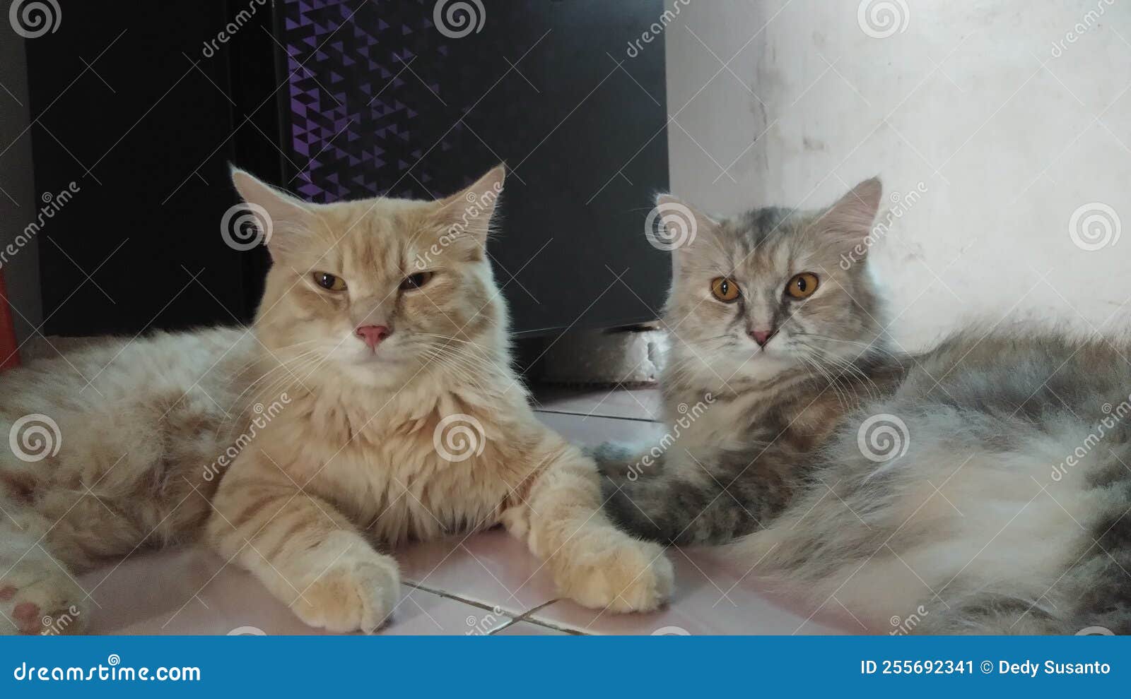 Two Cute Cat and Adorable is Enjoying Stock Image - Image of animal ...
