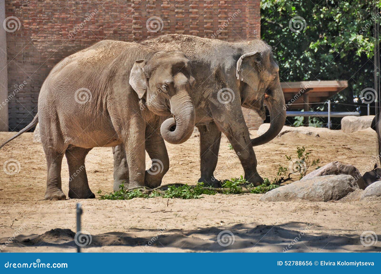 Two Small Brothers Elephants Stock Photo - Image of elepants, africa ...