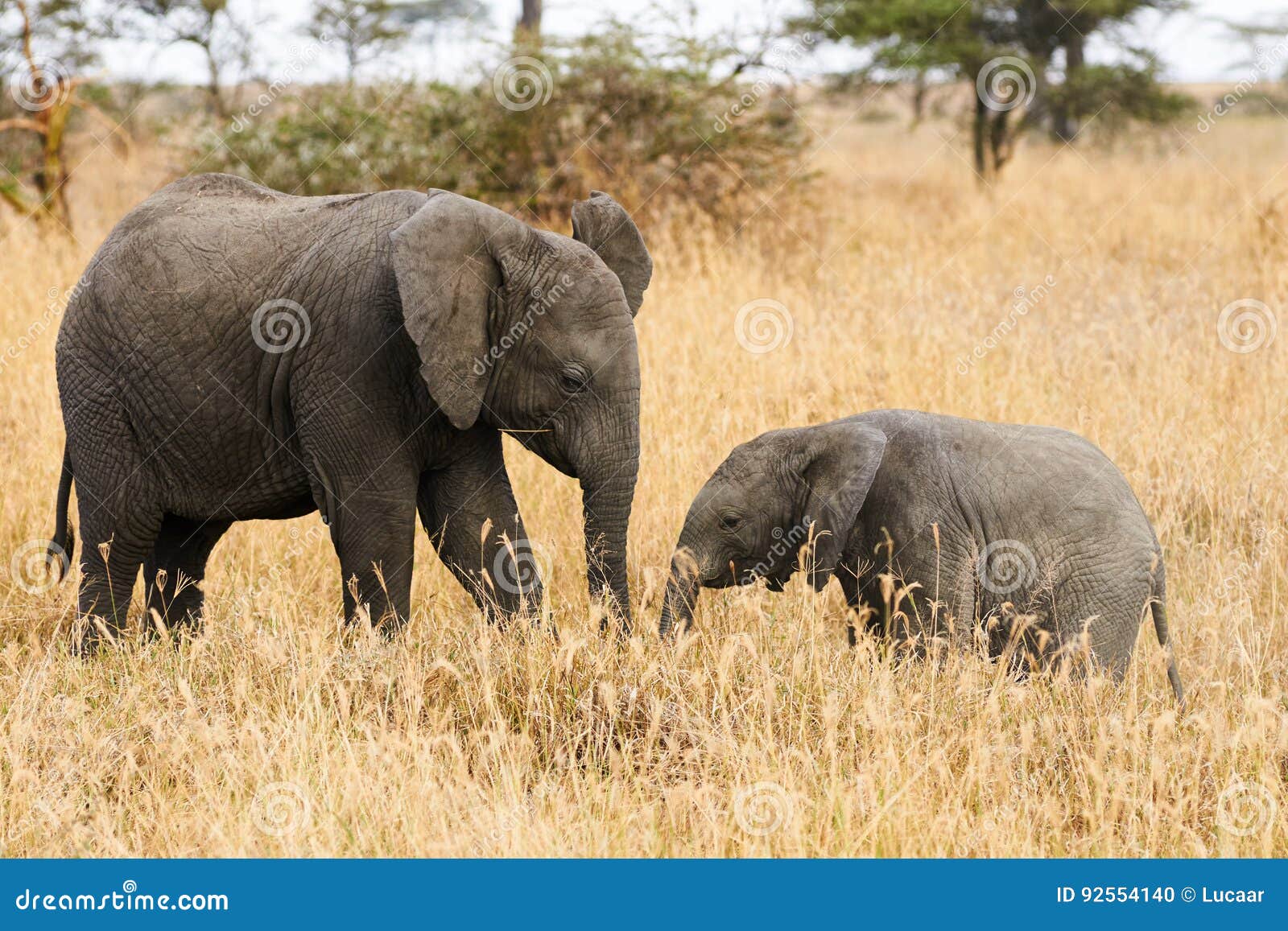 The two brothers elephants stock photo. Image of love - 92554140