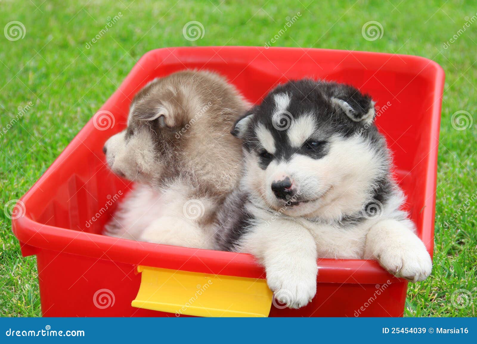 Two brothers husky puppies stock image. Image of green - 25454039