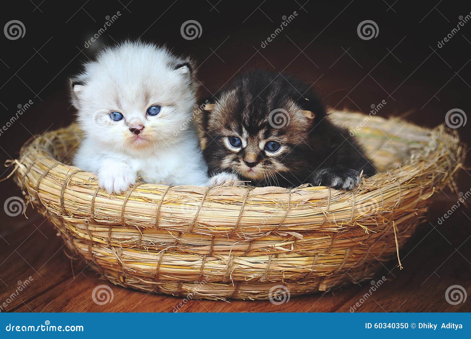Two brothers kittens stock photo. Image of stillife, print - 60340350