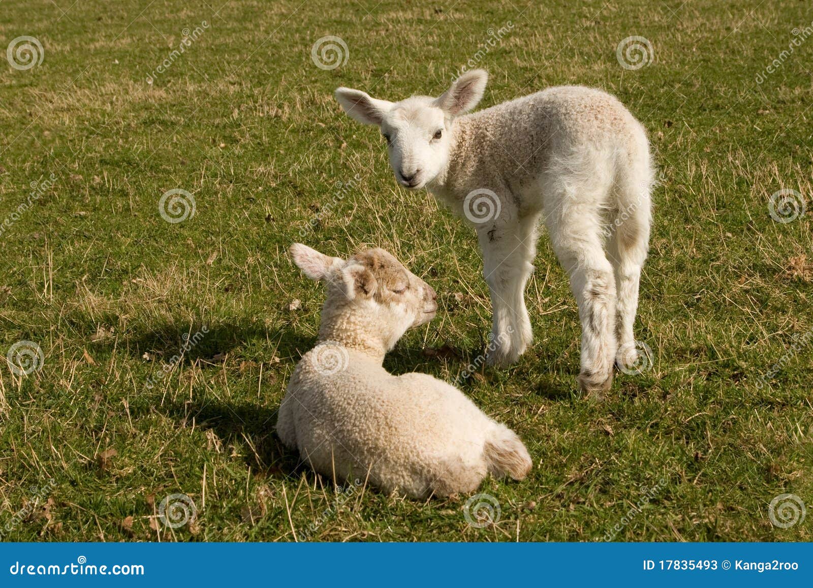 Two Brothers - Little Lambs Stock Image - Image of staying, brothers ...