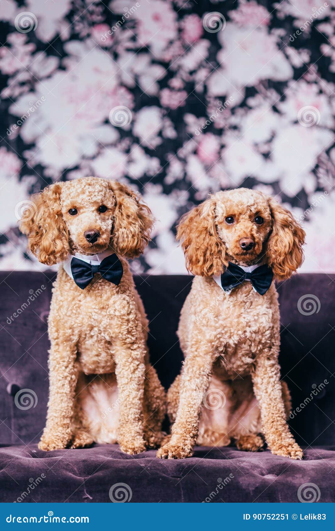 Two Brothers Poodle Together Stock Image - Image of puppy, canine: 90752251