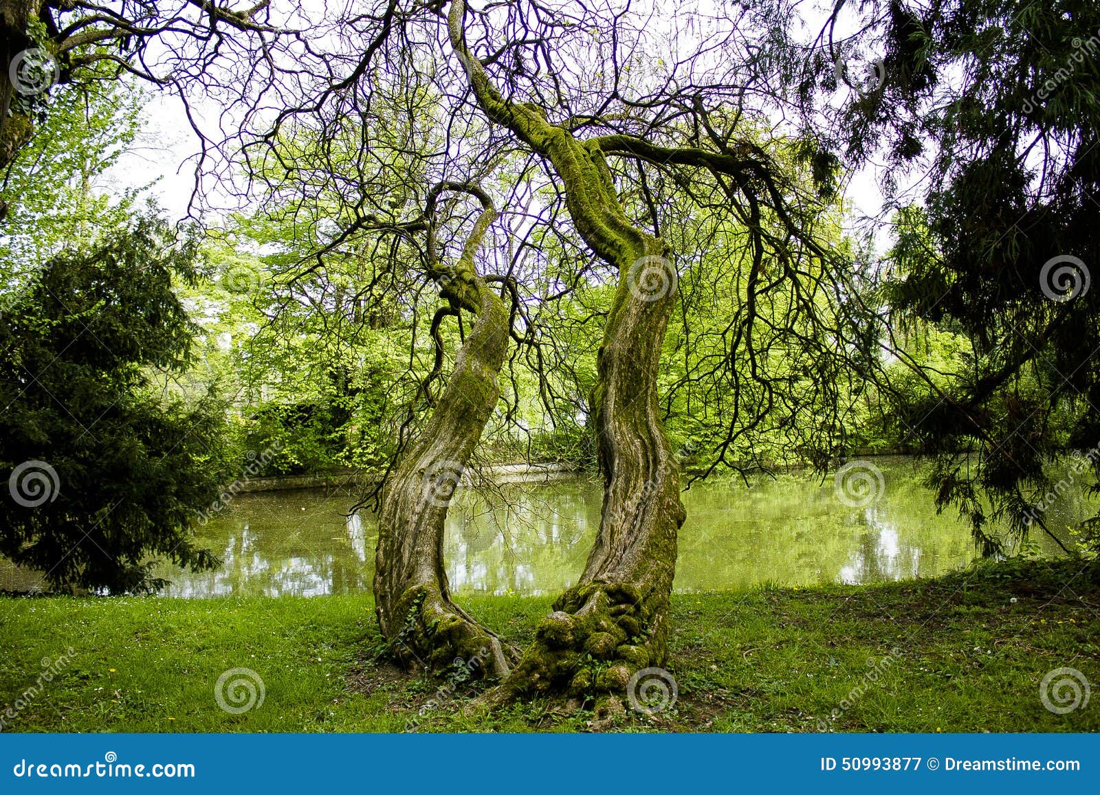 Brothers In A Tree Royalty-Free Stock Photography | CartoonDealer.com ...
