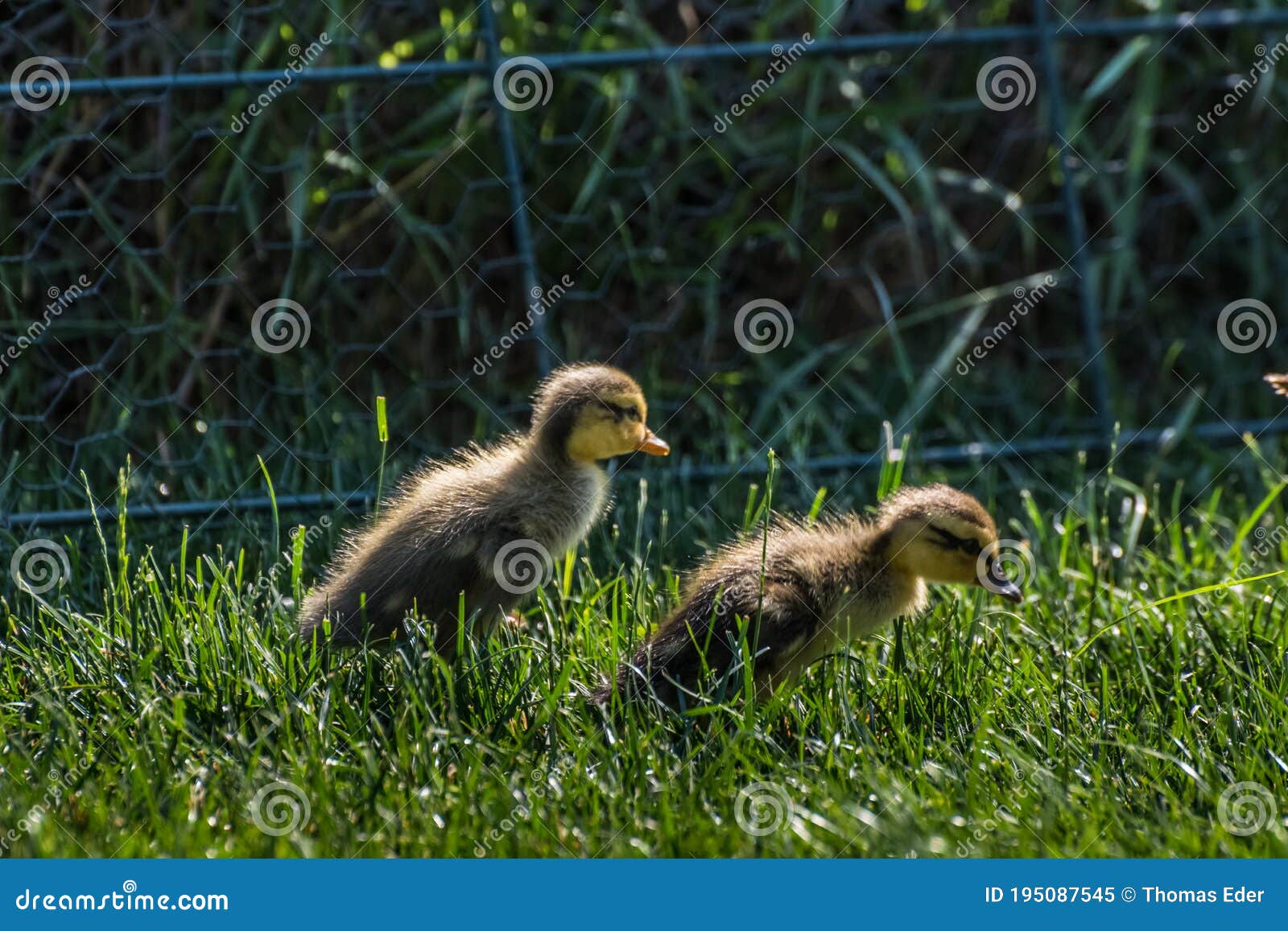 Two Brown Baby Running Ducks in Green Grass Stock Image - Image of ...